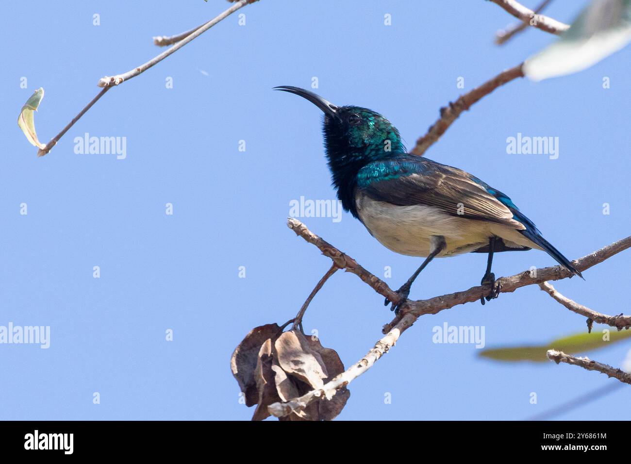 White-bellied Sunbird (Cinnyris talatala) male singing from branch ...