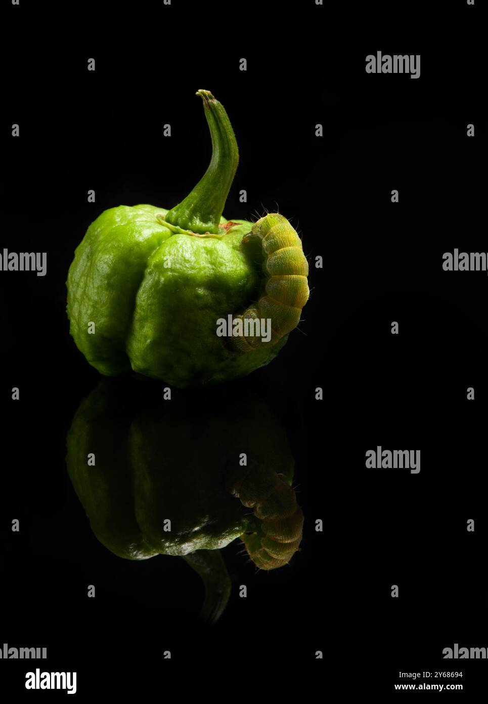 The caterpillar is trying to eat an unripe green Carolina Reaper pepper ...