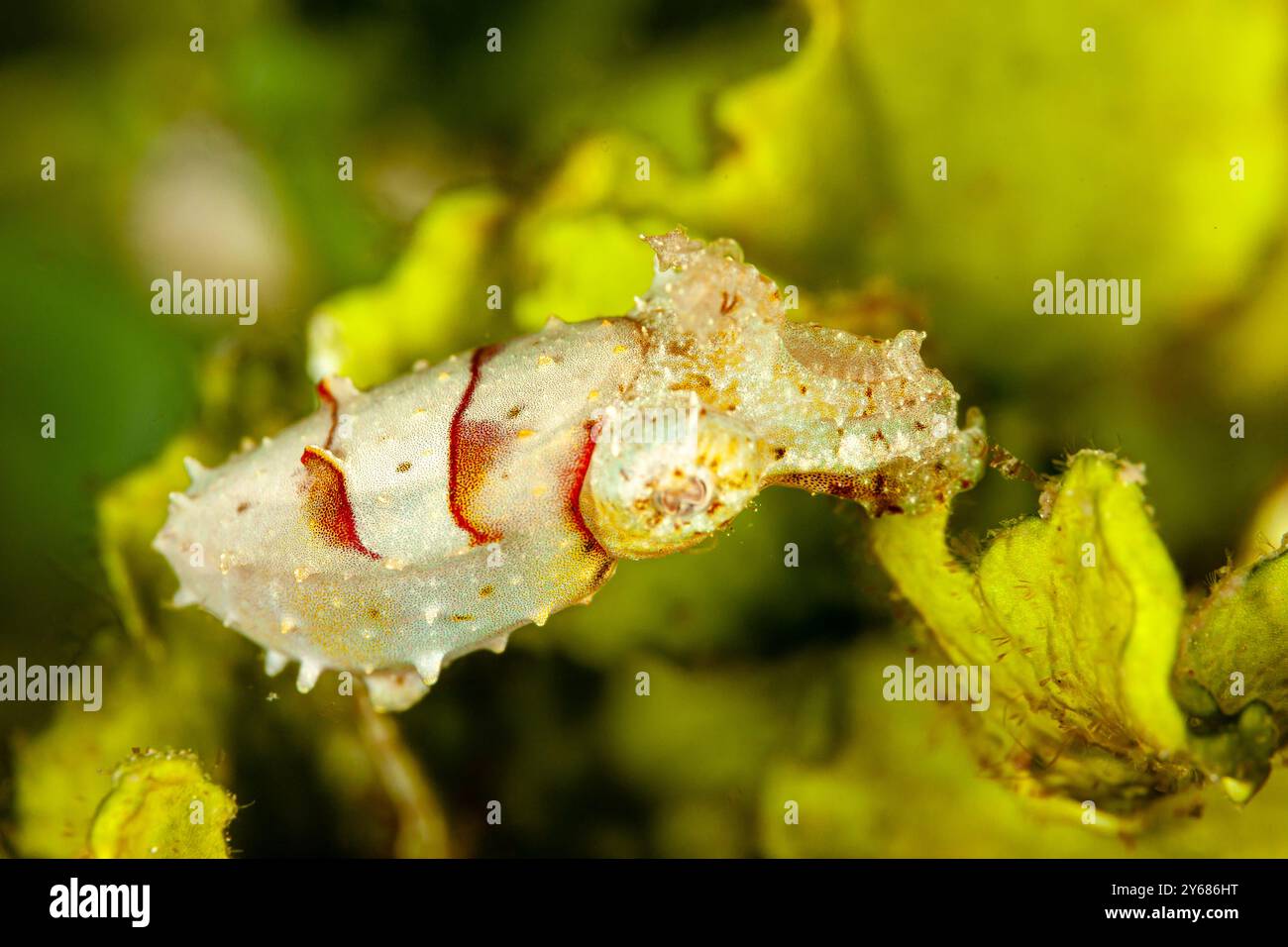 Indonesia, Raja Ampat, Dwarf Cuttlefish (Sepia bandensis Stock Photo ...