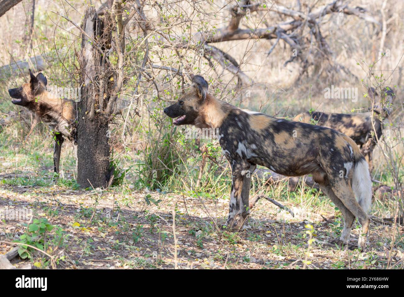 Endangered African Wild Dog or Painted Dog ( Lycaon pictus) pack ...