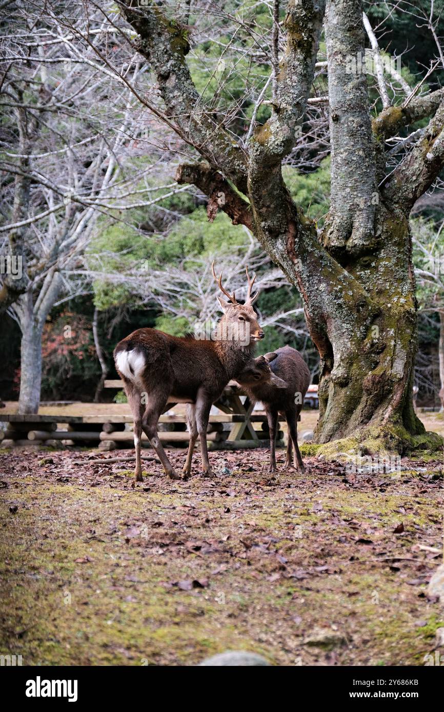 Two deer standing under a large tree in a forested area with fallen ...