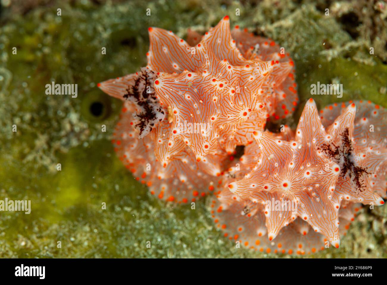 Indonesia, Raja Ampat, Nudibranch, Batangas Halgerda (Halgerda batangas ...