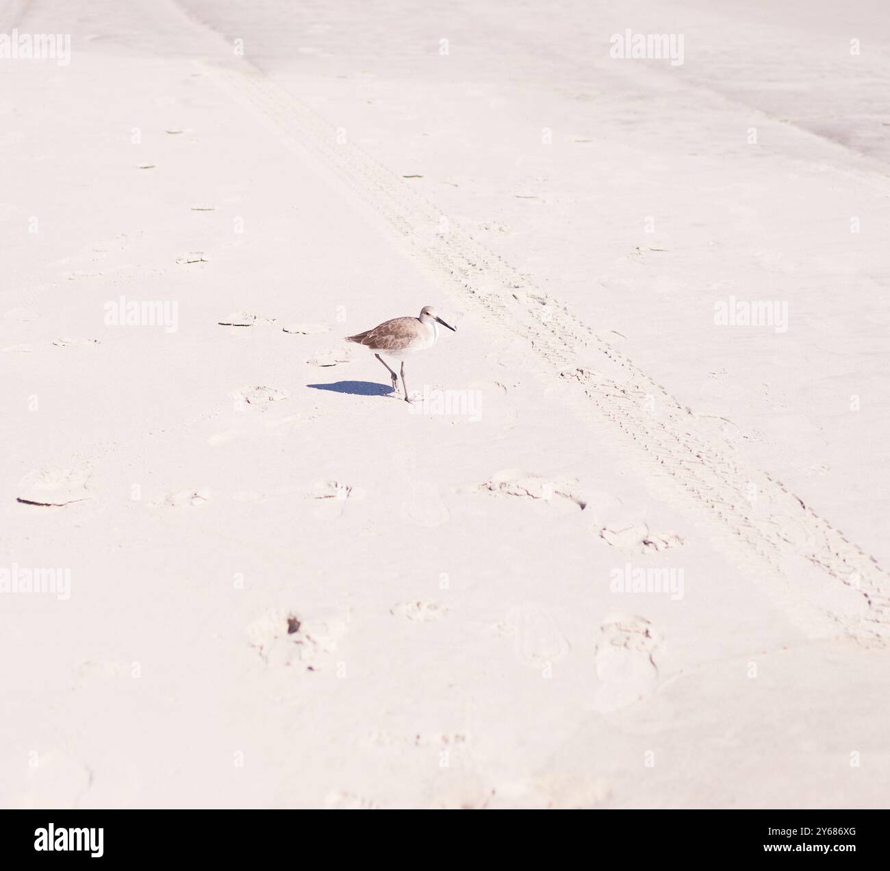 Pictures taken on a recent trip to Florida beach, while staying at the ...