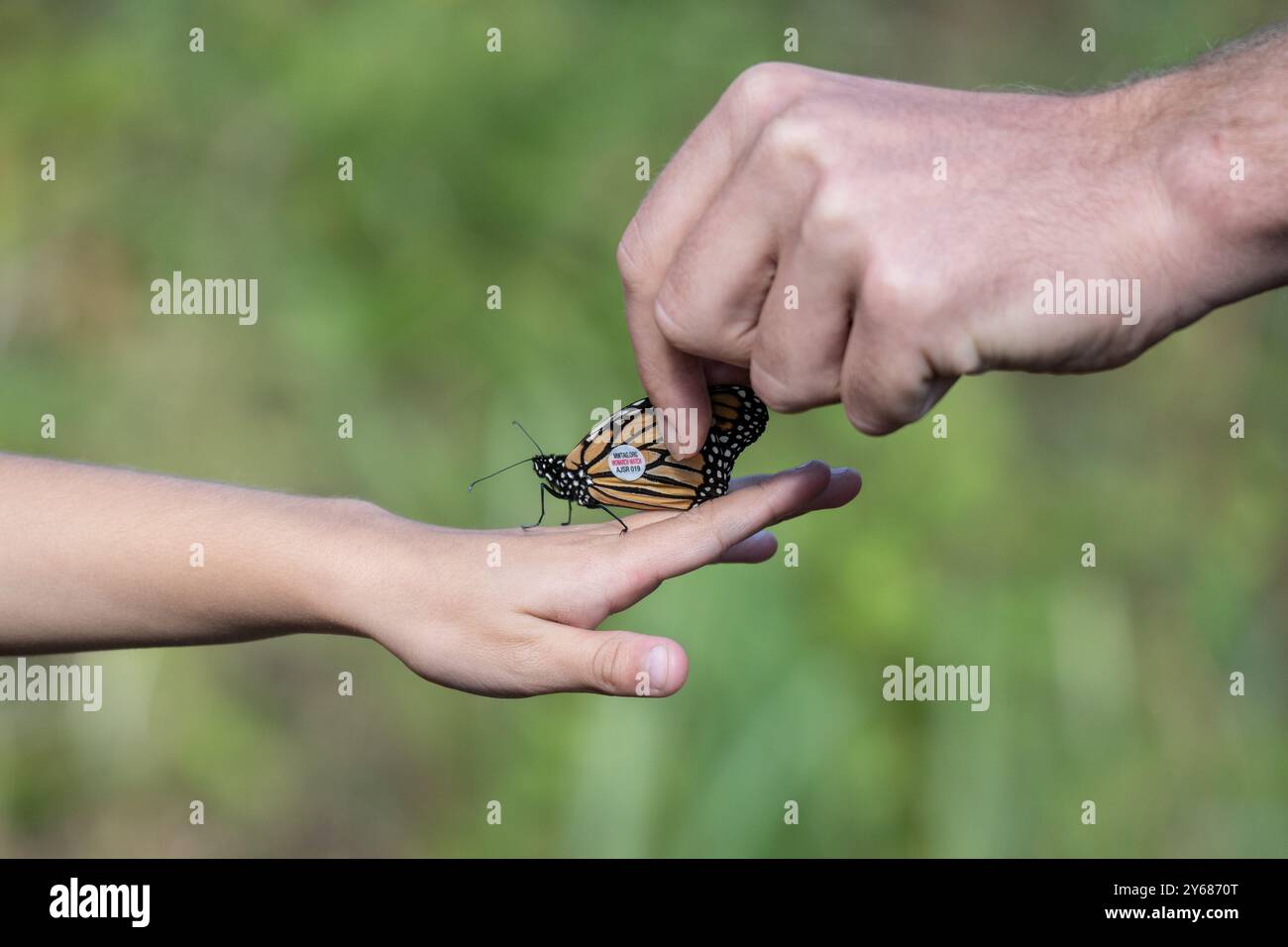 Tagged Monarch butterfly is released(Danaus plexippus) after tagging in ...