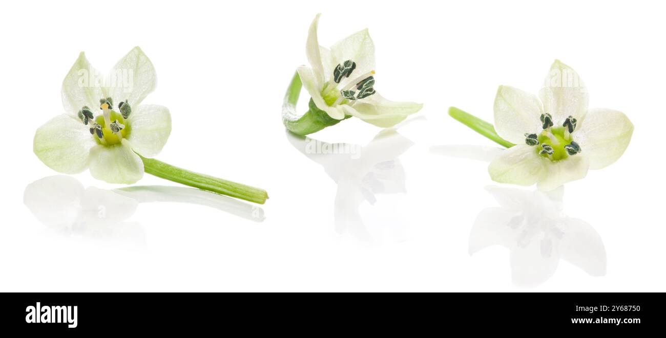 Carolina Reaper pepper flower isolated on white background. clipping ...