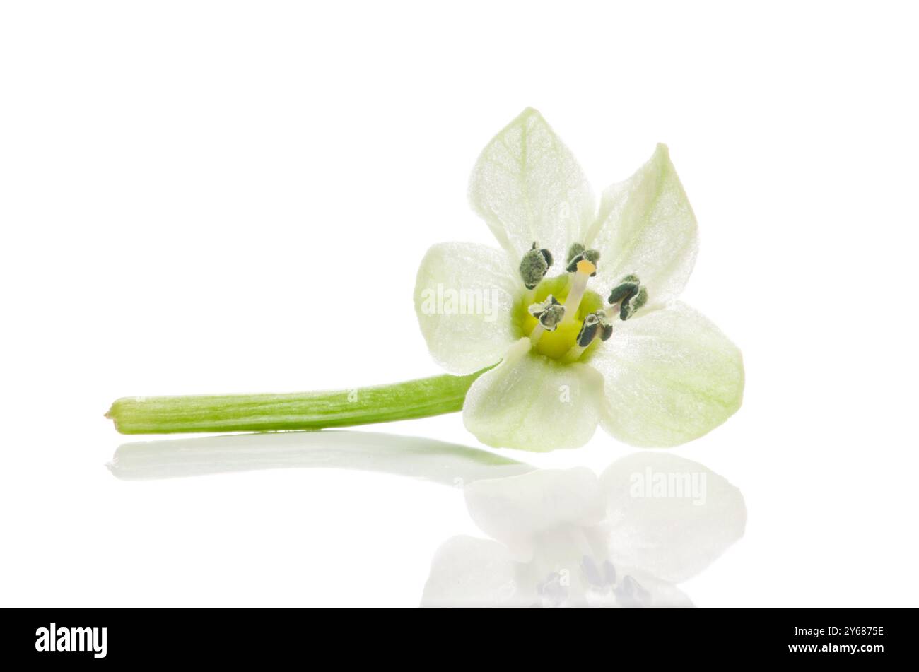 Carolina Reaper pepper flower isolated on white background. clipping ...