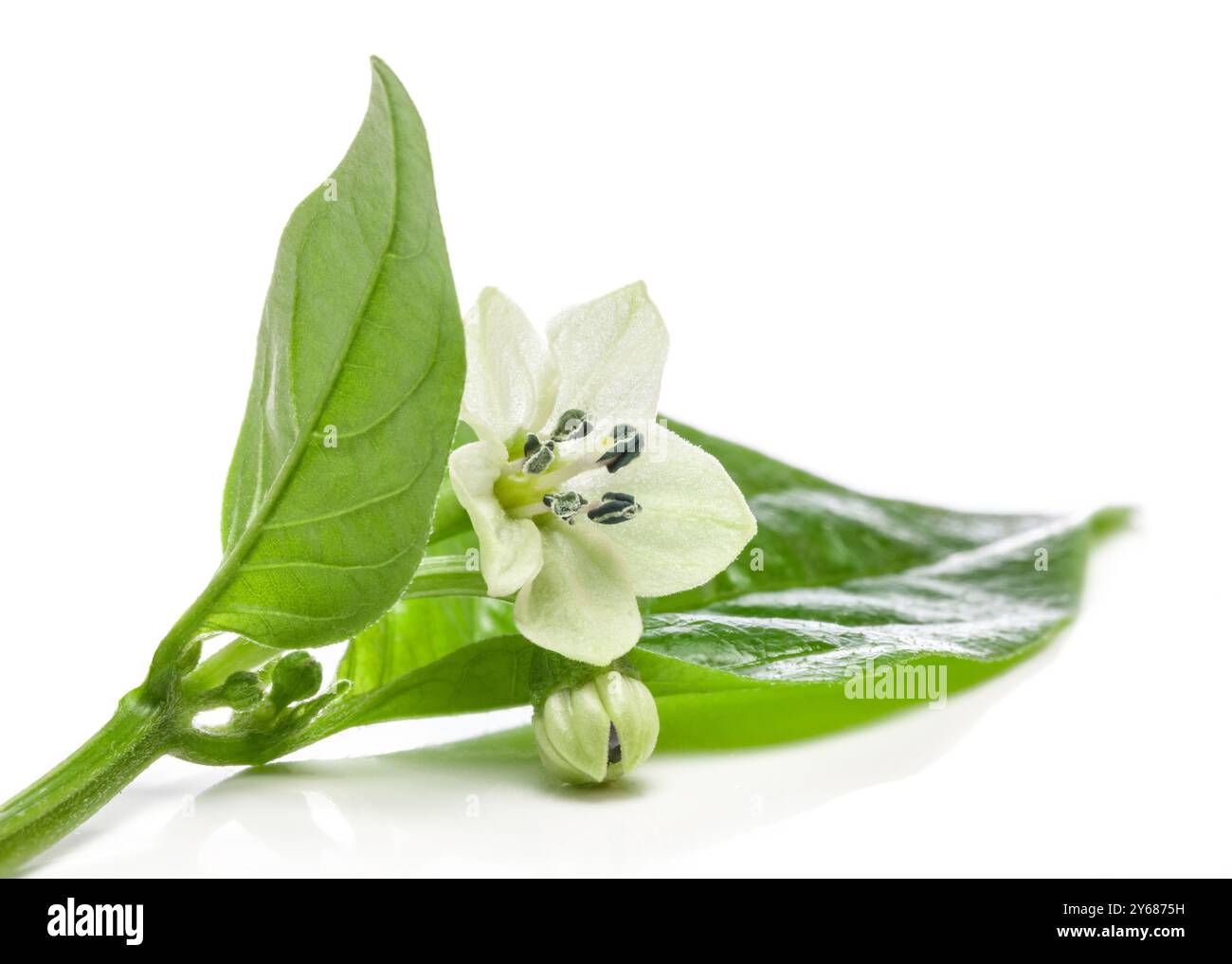 Habanero hot red pepper flower, leaves and bud isolated on white ...