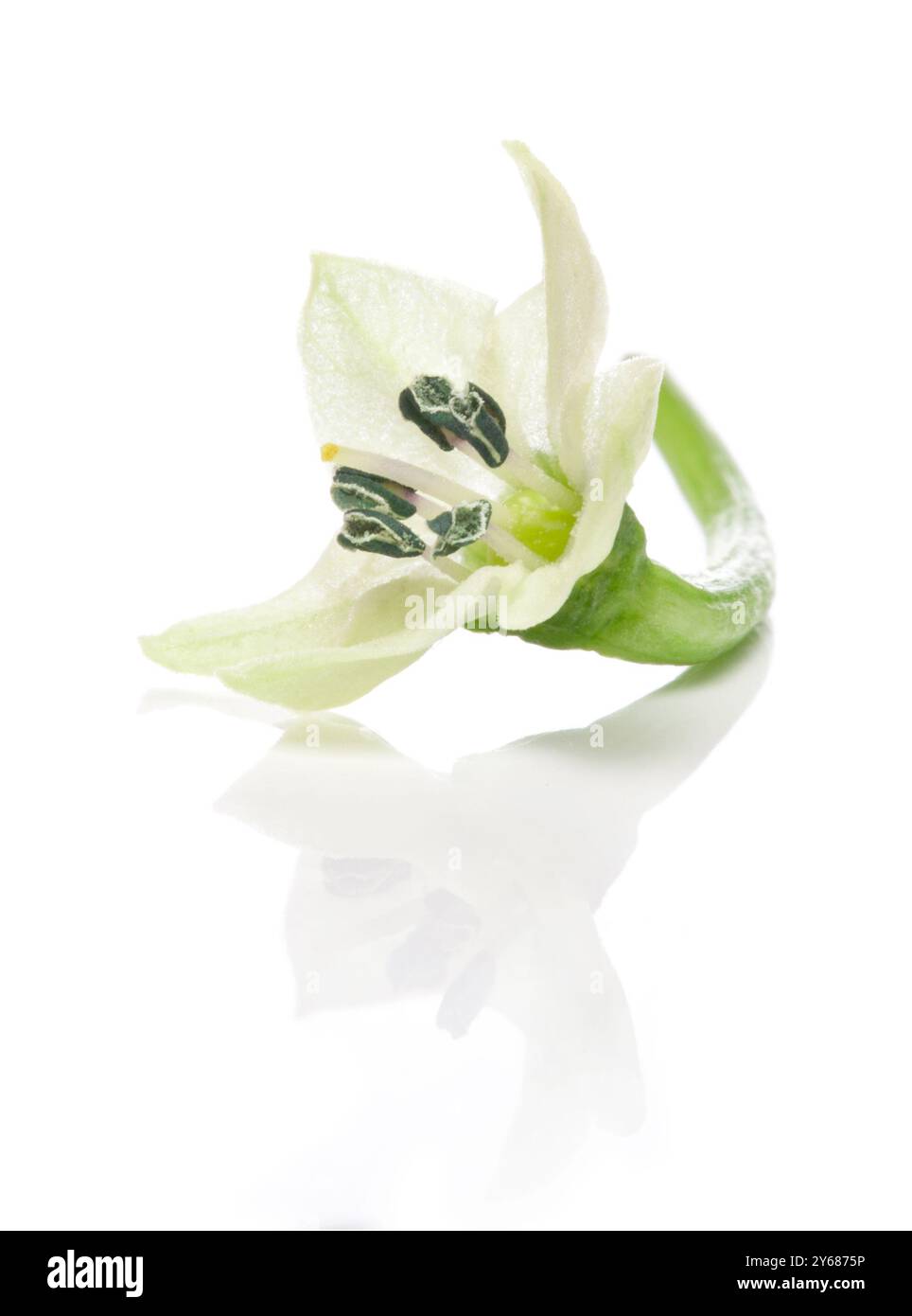 Carolina Reaper pepper flower isolated on white background. clipping ...