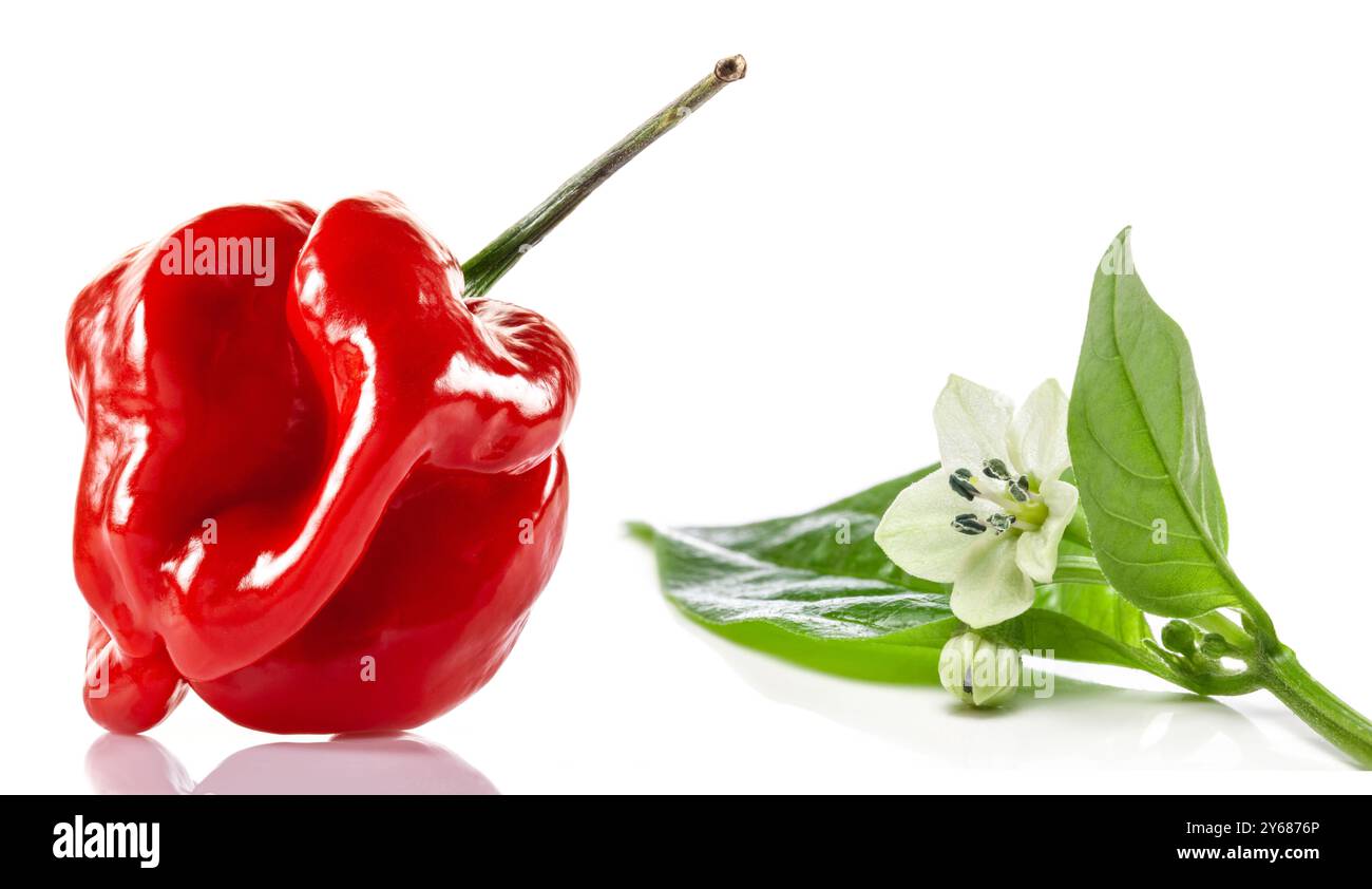 Red Savina habanero pepper and flower isolated on white background ...