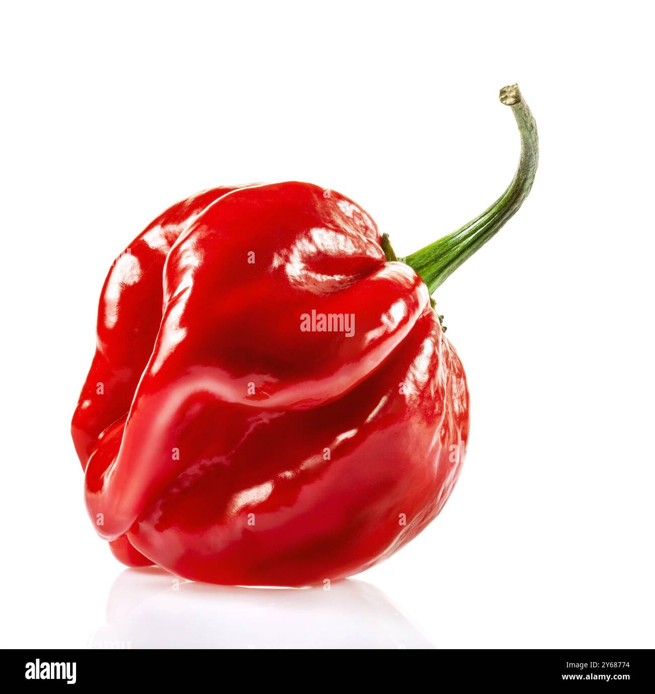 Red Savina habanero pepper and flower isolated on white background ...