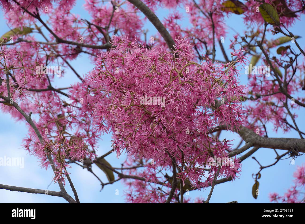 tree, Chionanthus pubescens, Quito, Ecuador, South America Stock Photo ...