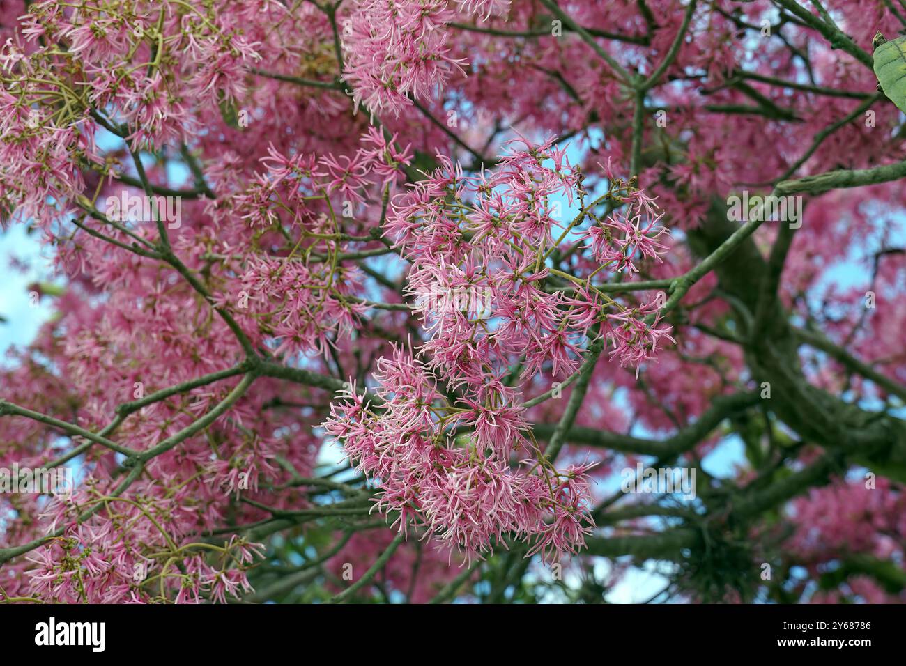 tree, Chionanthus pubescens, Quito, Ecuador, South America Stock Photo ...
