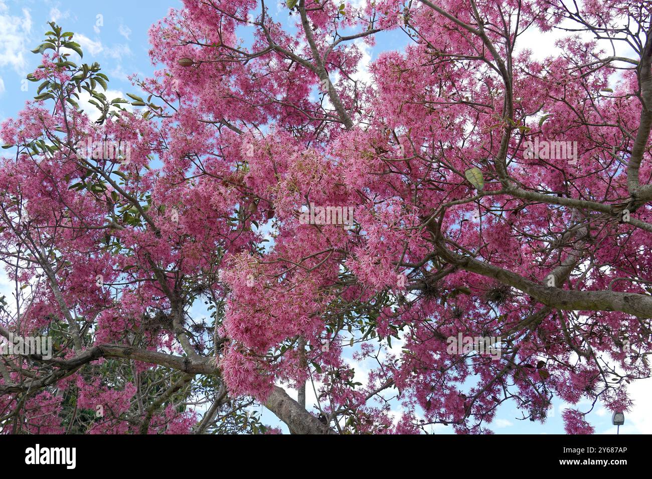 tree, Chionanthus pubescens, Quito, Ecuador, South America Stock Photo ...