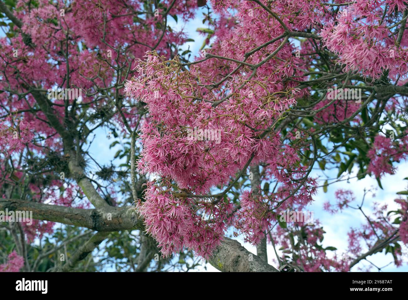 tree, Chionanthus pubescens, Quito, Ecuador, South America Stock Photo ...