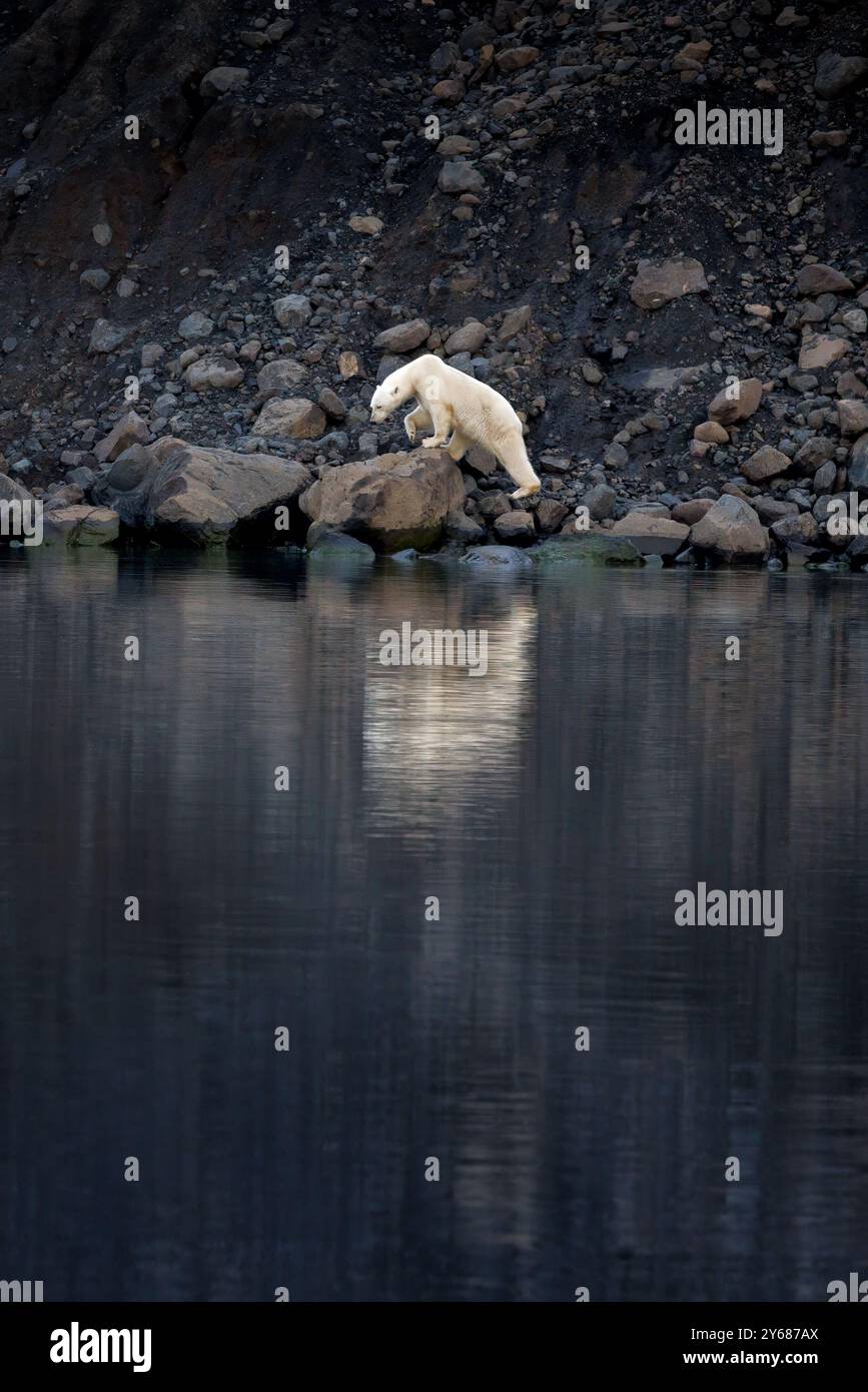 A polar bear walking along the rocky shore of Vikinge Bay, Eastern ...