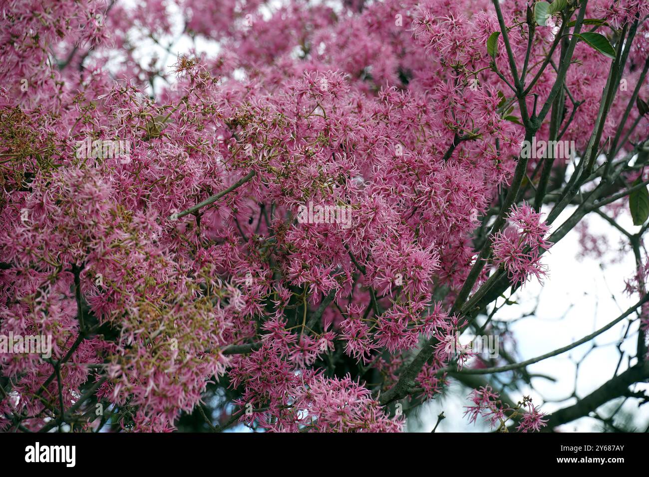 tree, Chionanthus pubescens, Quito, Ecuador, South America Stock Photo ...