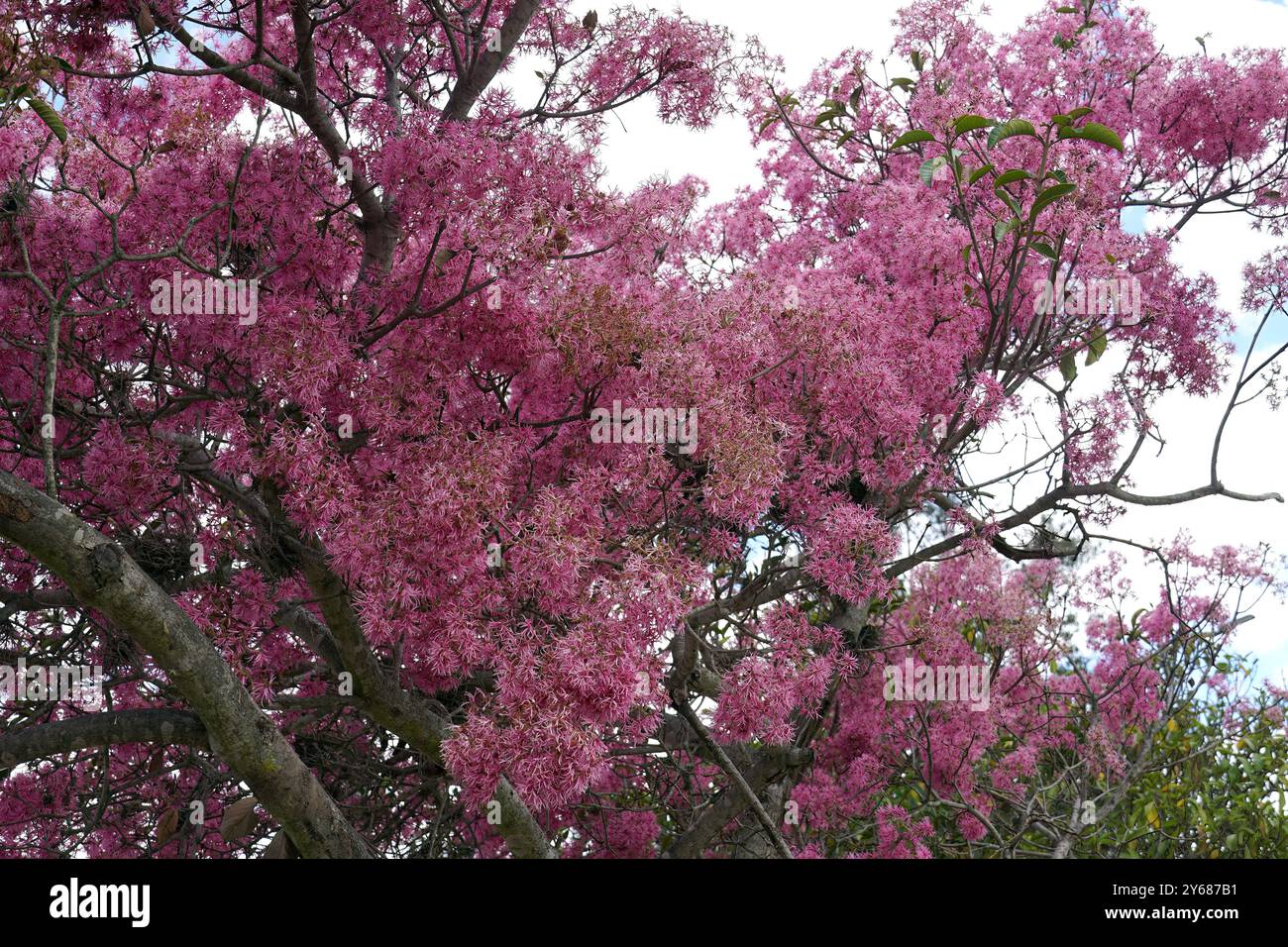 tree, Chionanthus pubescens, Quito, Ecuador, South America Stock Photo ...