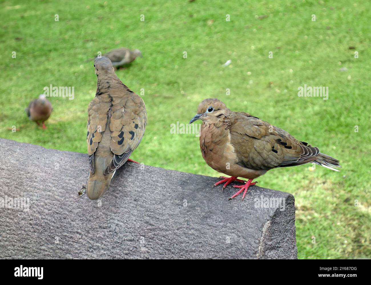 Eared dove, Ohrflecktaube, Tourterelle oreillarde, Zenaida auriculata ...