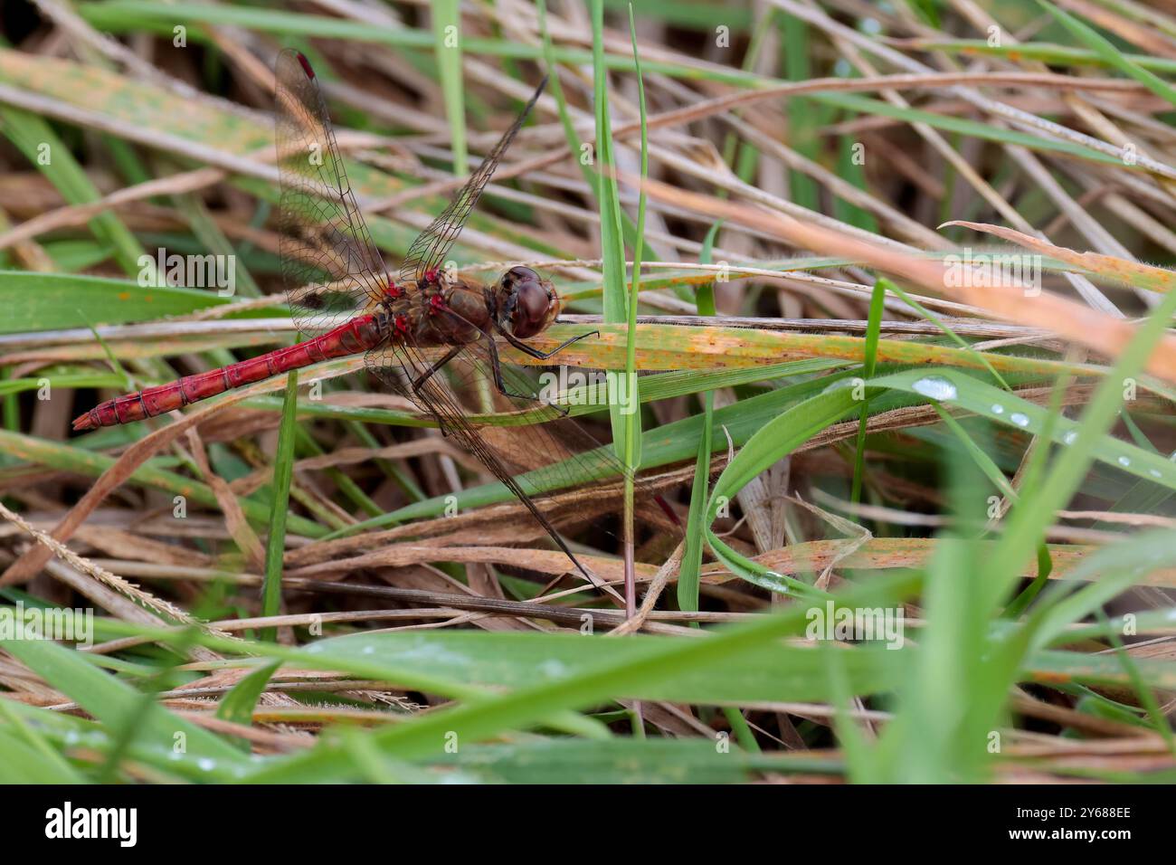 Ruddy darter Sympetrum sanguineum, on grass blood red body male has ...