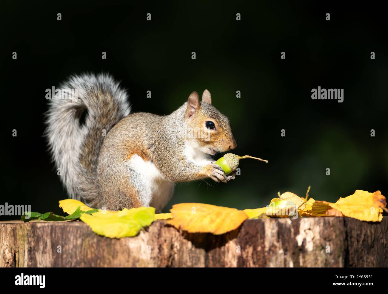 Portrait of a grey squirrel eating acorn on a tree stump in autumn, UK ...