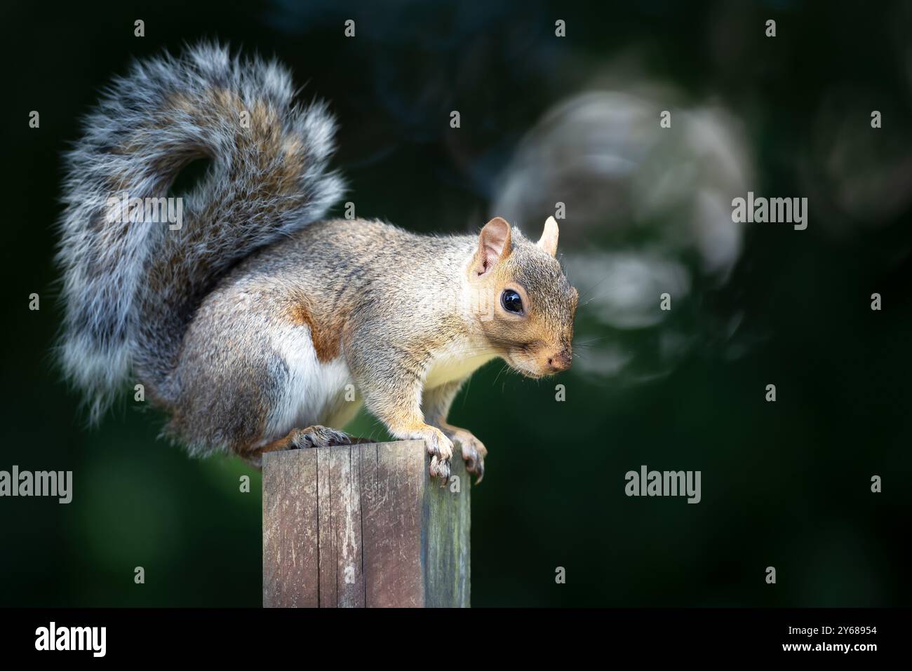 Portrait of a cute grey squirrel standing on a garden fence post, UK ...