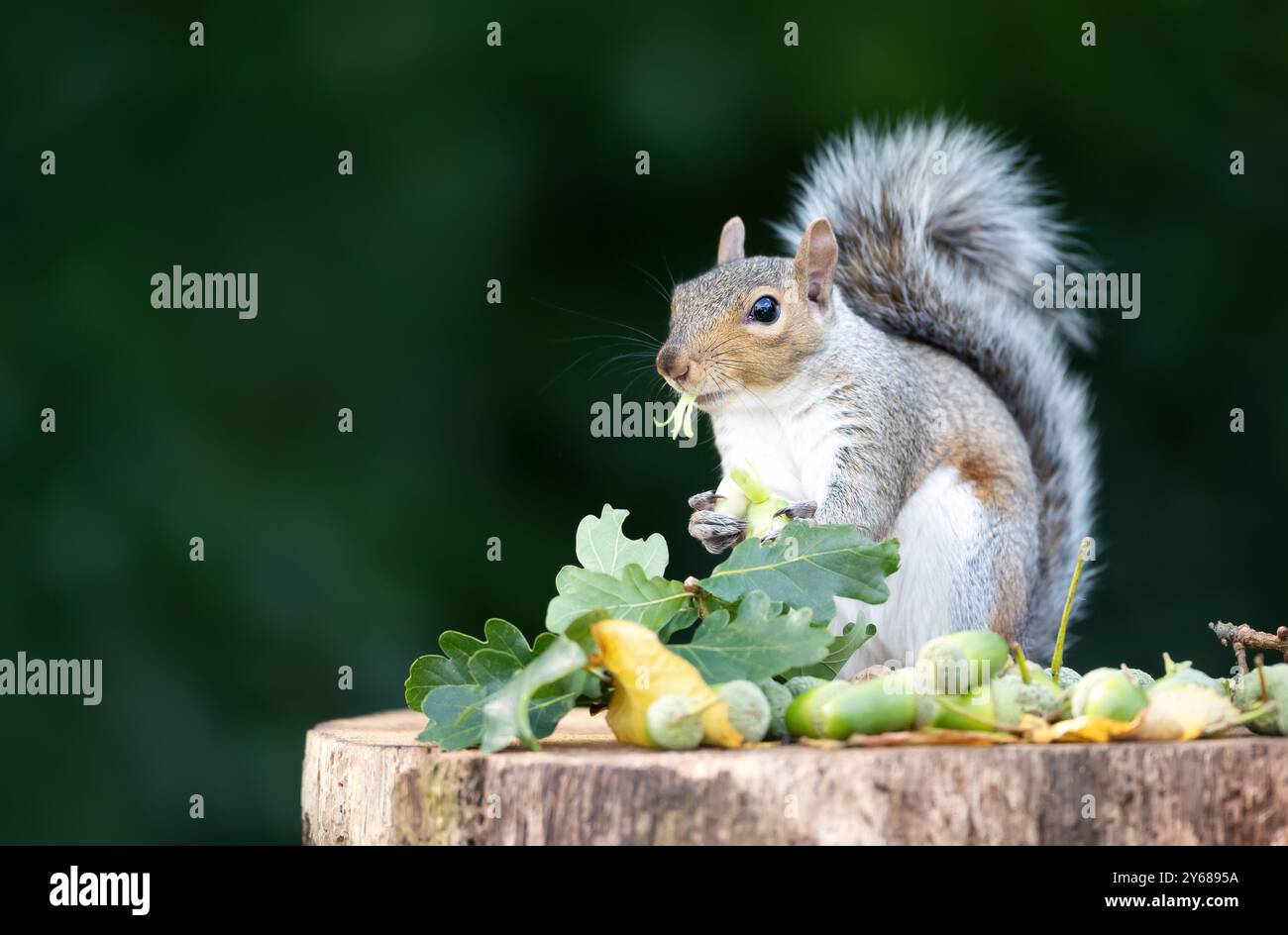 Portrait of a grey squirrel eating acorn on a tree stump in autumn, UK ...