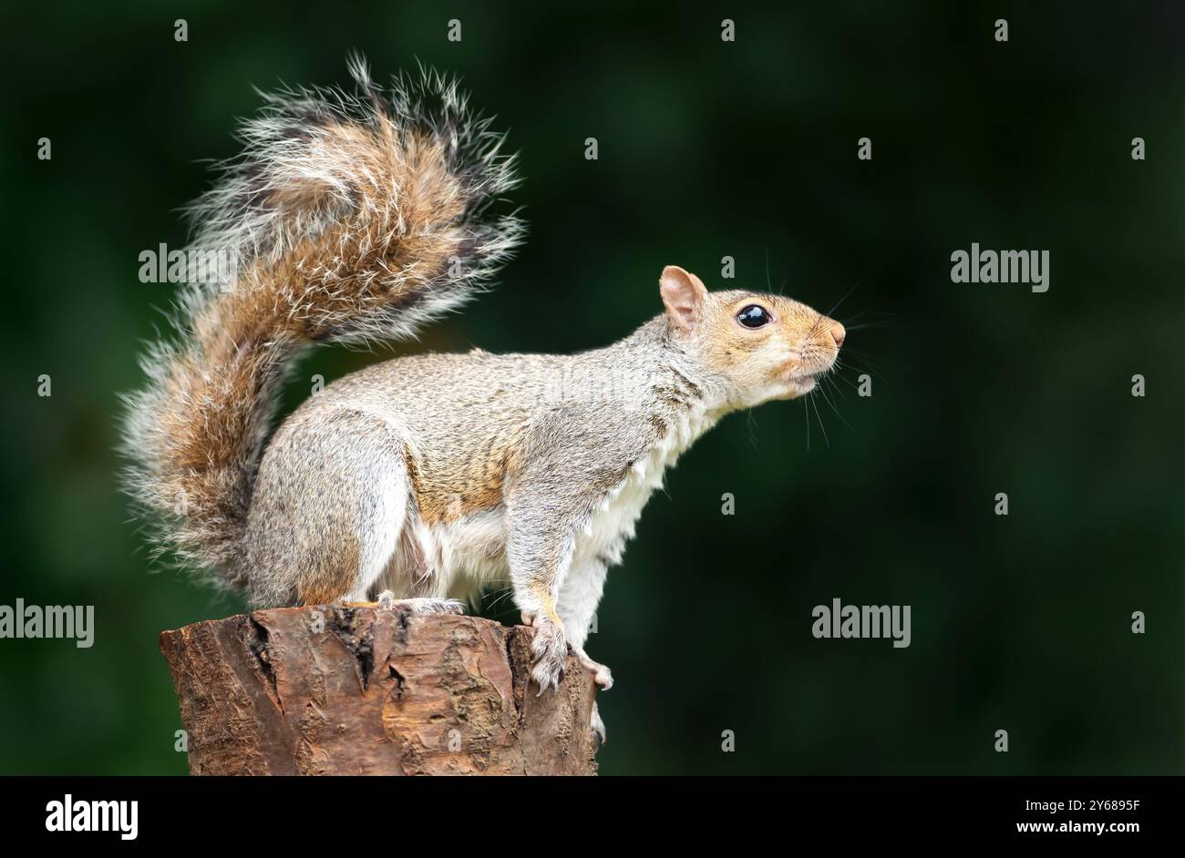 Portrait of a grey squirrel standing on a tree stump, UK Stock Photo ...