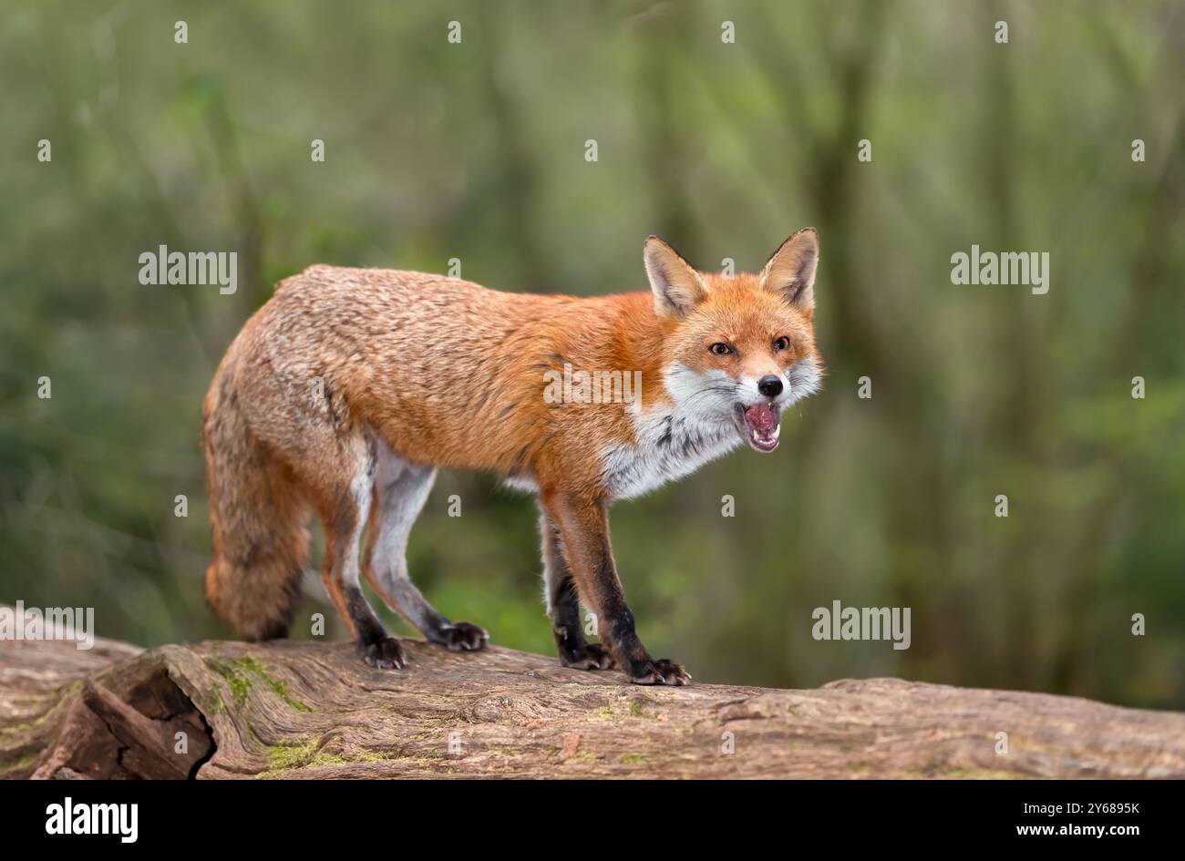 Portrait of a red fox with open mouth standing on a tree log in the ...