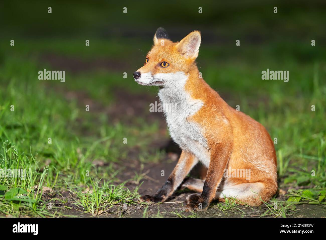 Fox red fox animal in the forest sitting hi-res stock photography and ...