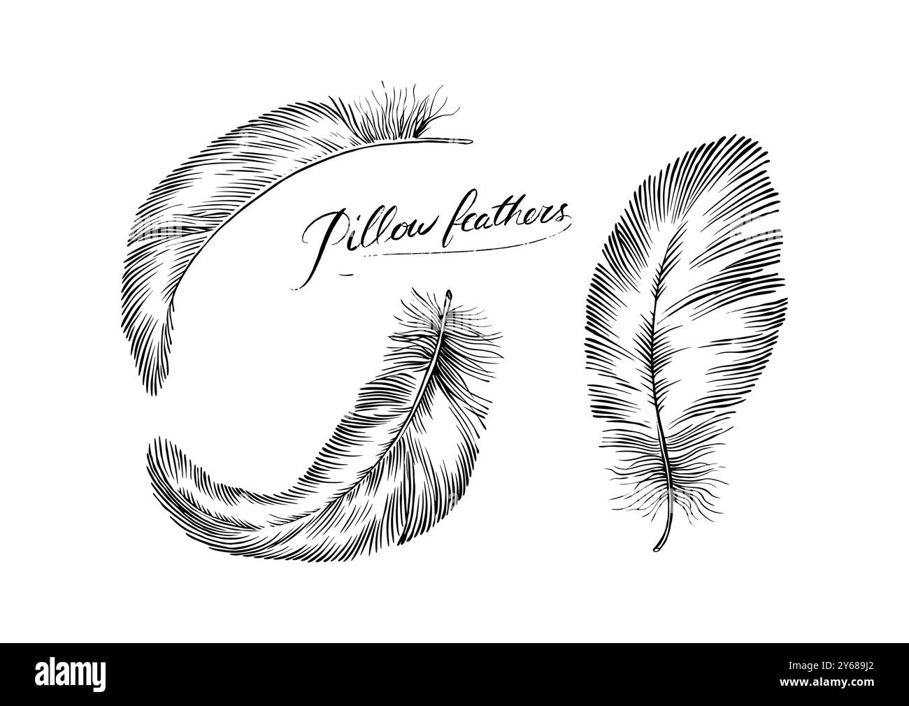 Feathers on white background. Hand drawn black fluffy feathers. Line ...