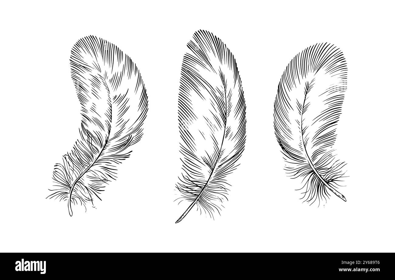 Feathers on white background. Hand drawn black fluffy feathers. Line ...