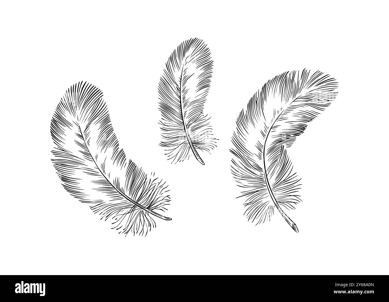 Feathers on white background. Hand drawn black fluffy feathers. Line ...