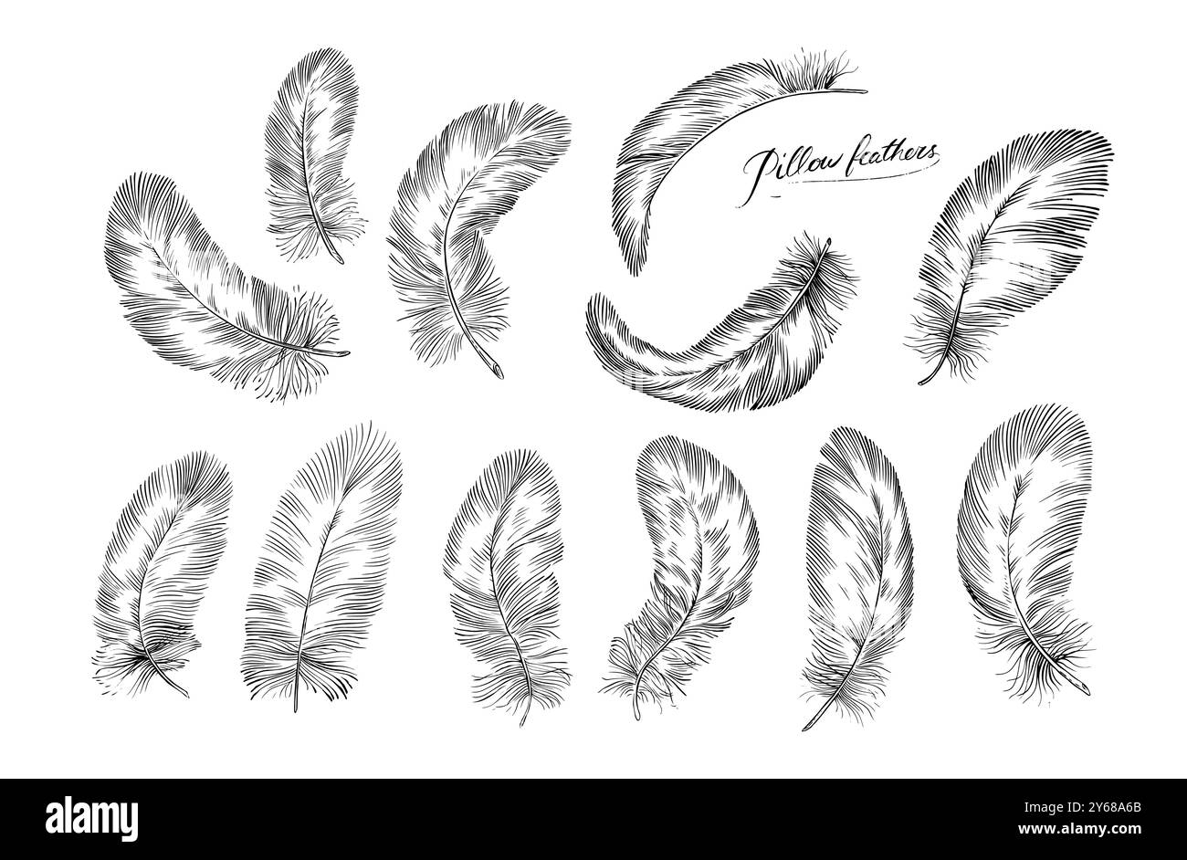 Feathers on white background. Hand drawn black fluffy feathers. Line ...