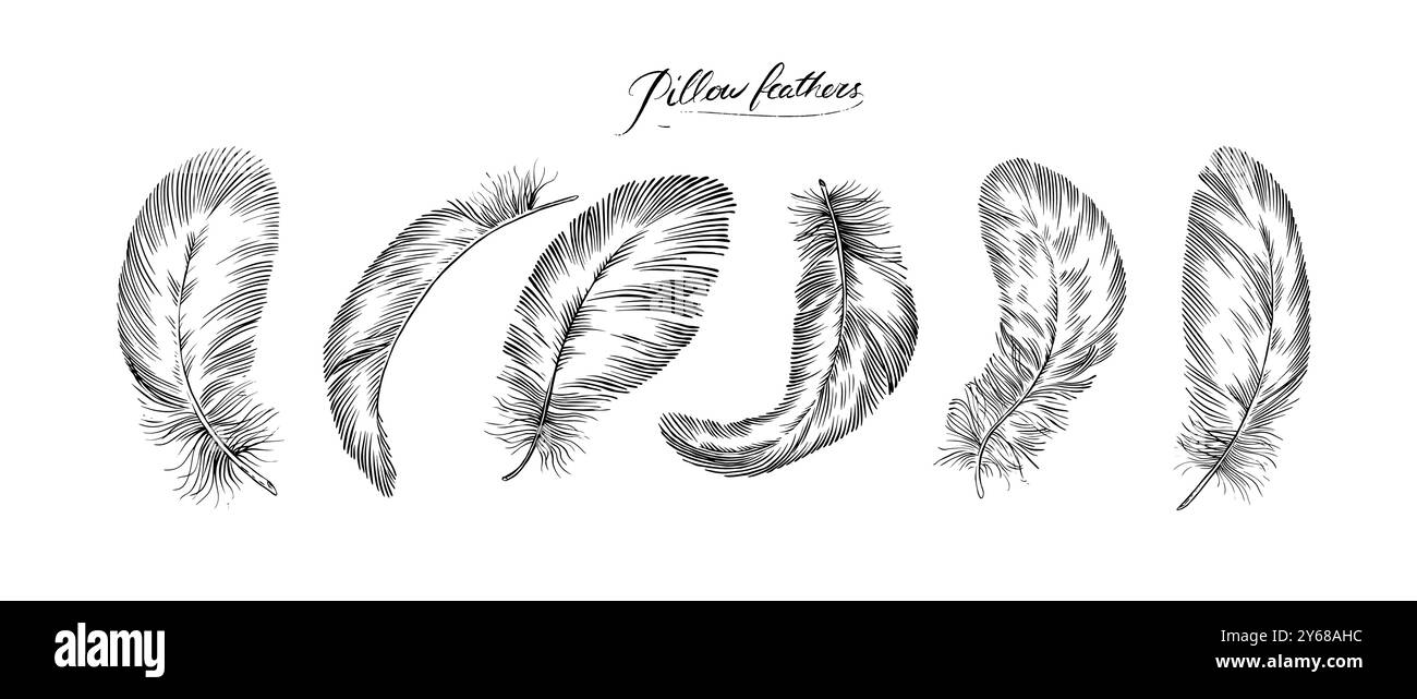Feathers on white background. Hand drawn black fluffy feathers. Line ...
