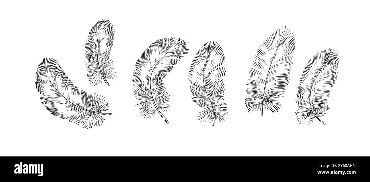 Feathers on white background. Hand drawn black fluffy feathers. Line ...