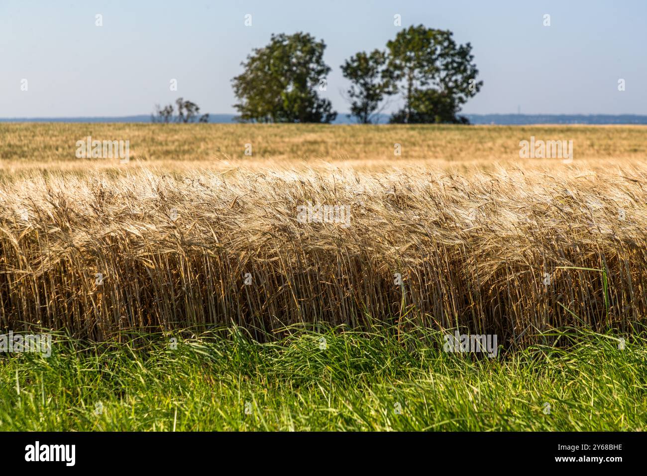 Field of durum wheat durum on the island of Ven. The island in the ...