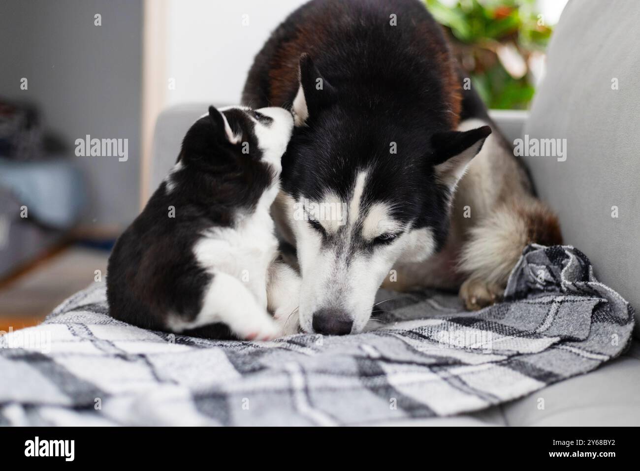 Siberian Husky and puppy resting together Stock Photo - Alamy