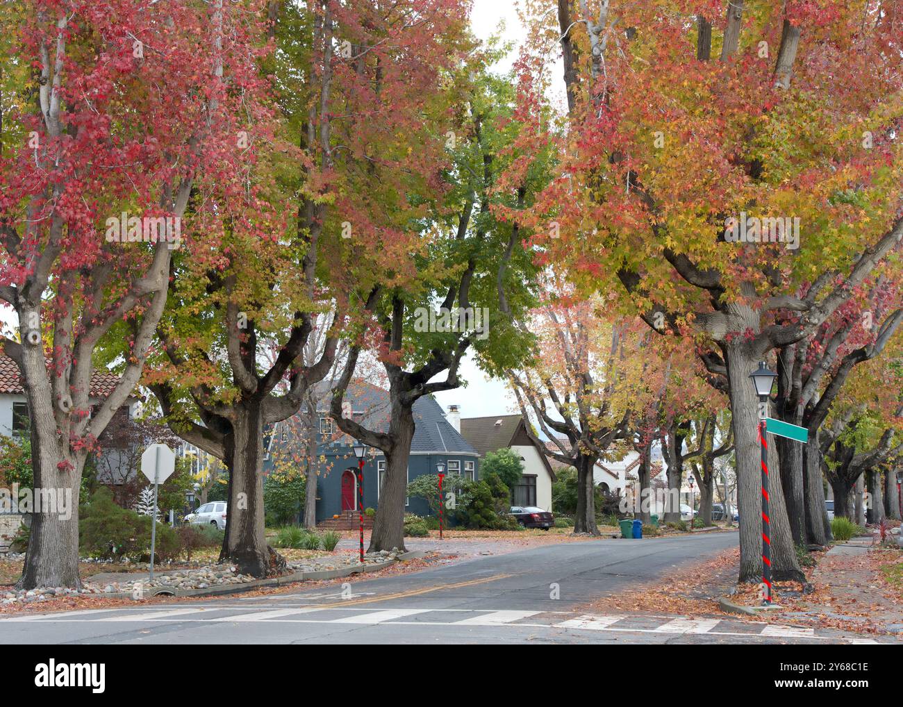 Tall Liquid ambar, commonly called sweetgum tree, or American Sweet gum ...