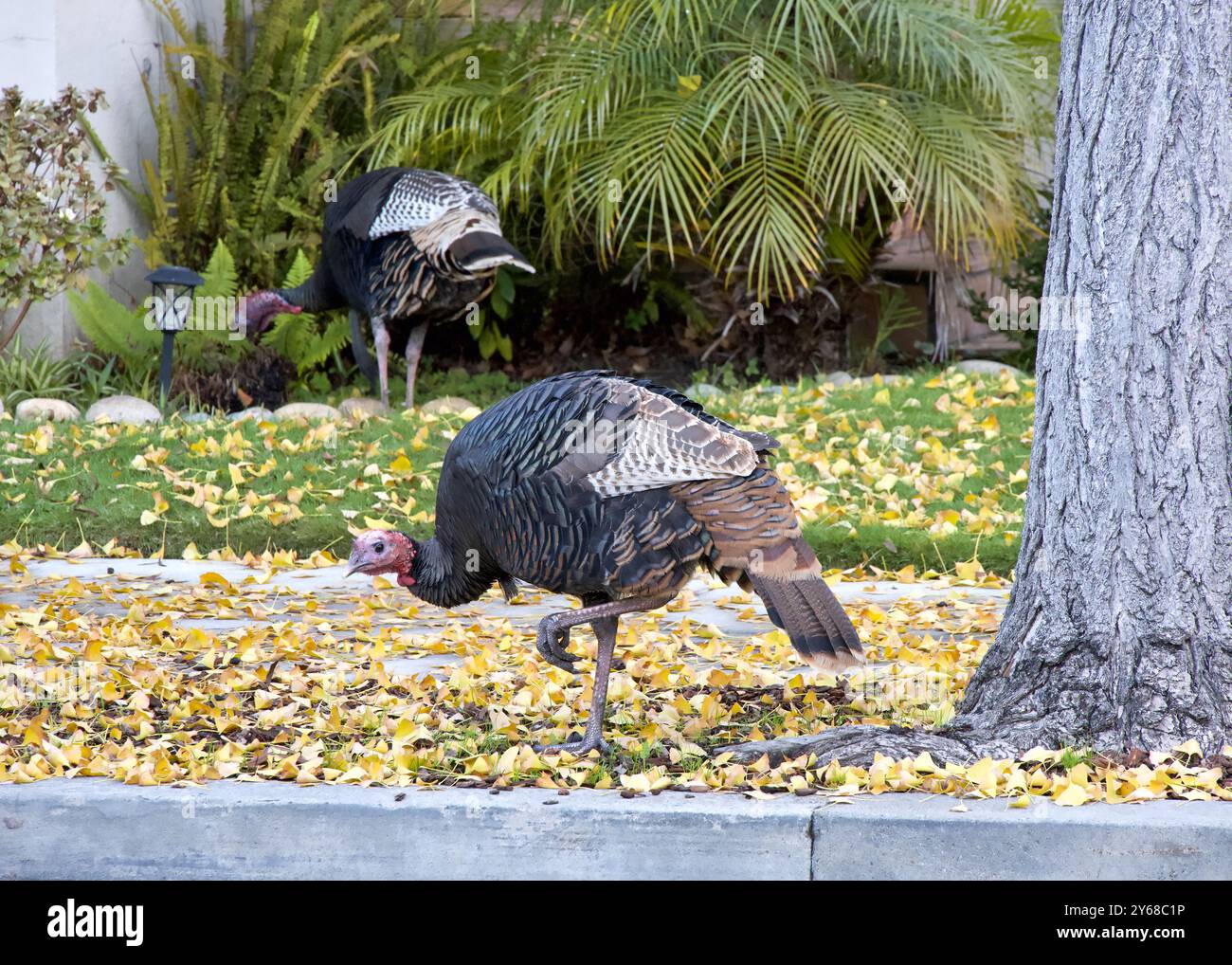Wild turkeys walking through a residential neighborhood, sidewalk ...