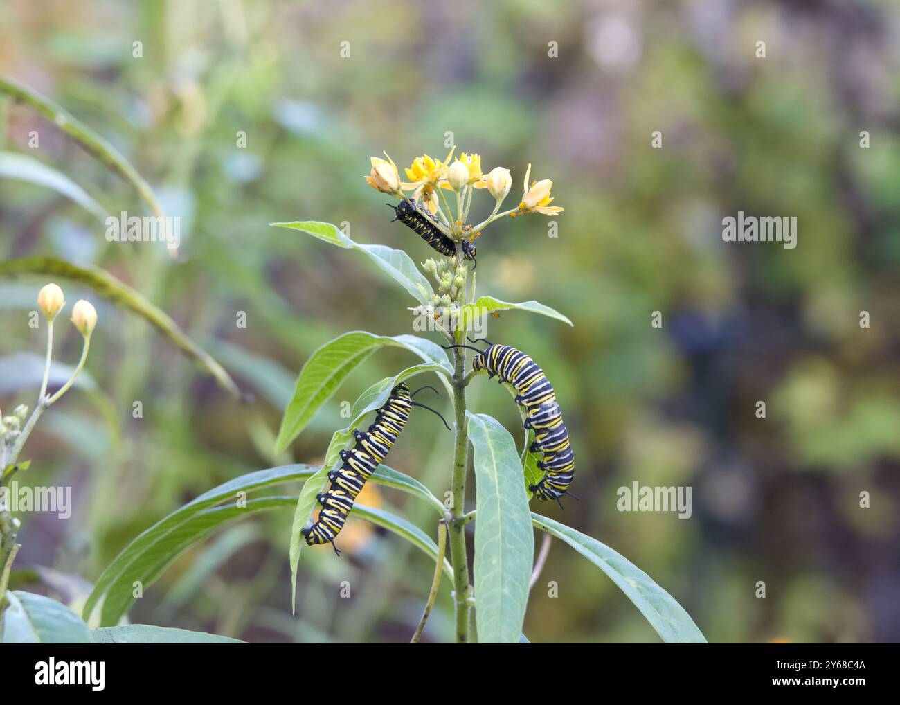 Three monarch butterfly caterpillars on milkweed flowers with the green ...