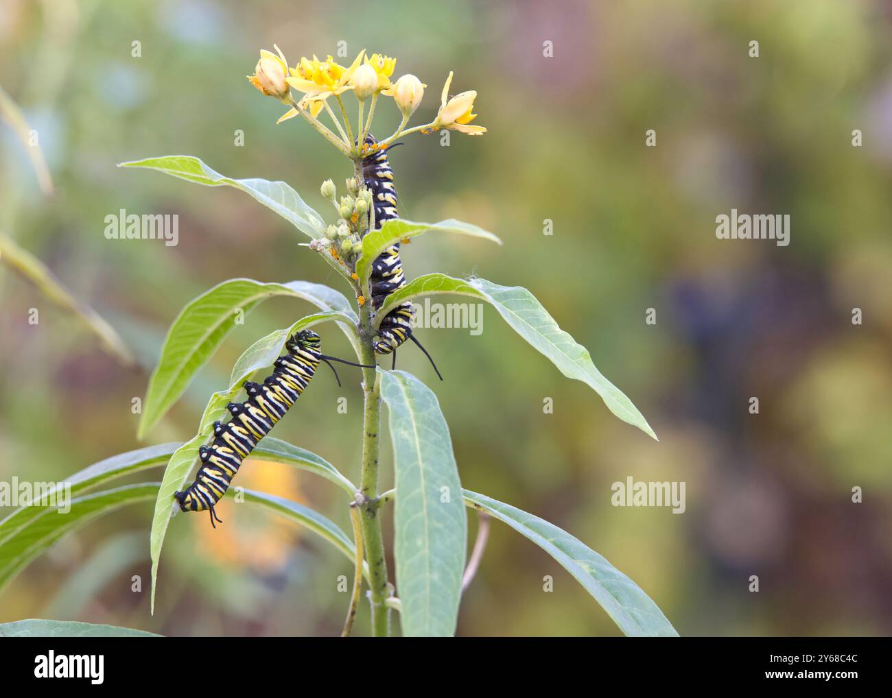 Two monarch butterfly caterpillars on milkweed flowers with the green ...