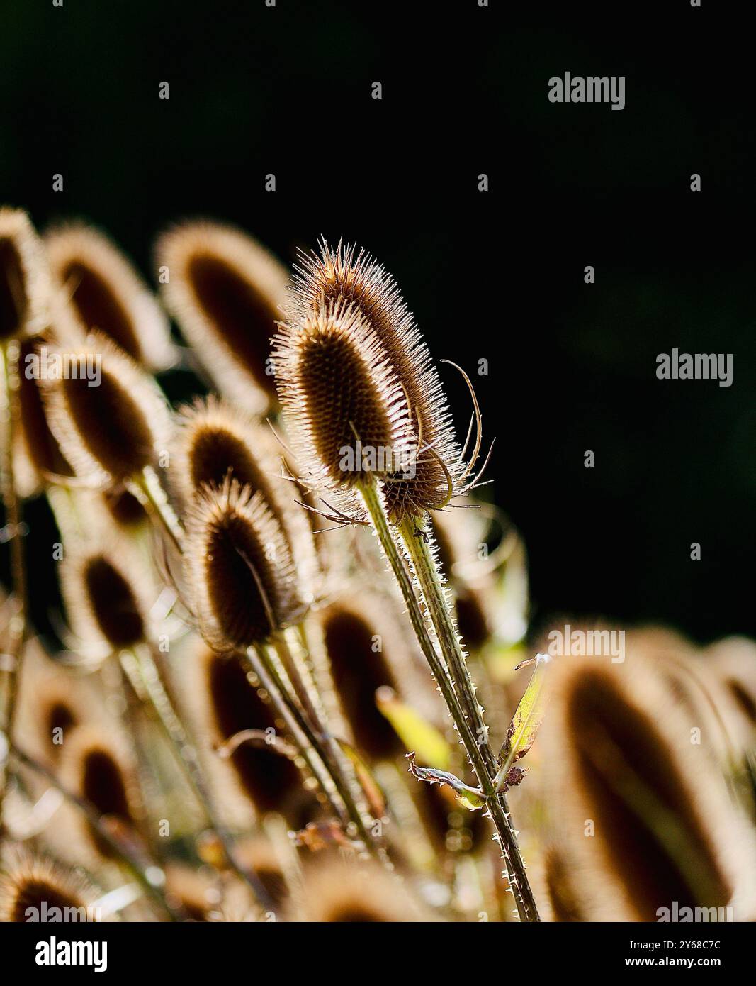 Dipsacus seed heads hi-res stock photography and images - Alamy