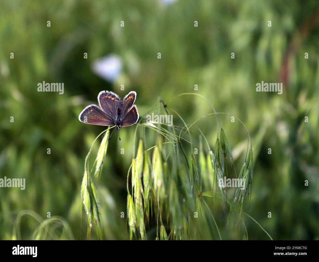 Insects depicted hi-res stock photography and images - Alamy