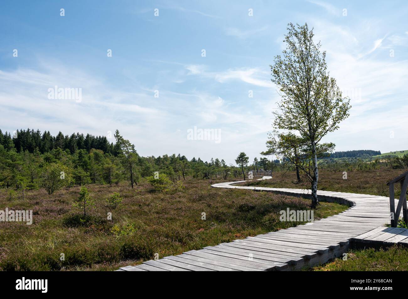 Black moor in the Rhoen, Bavaria, Germany, in summer with Heather and a ...