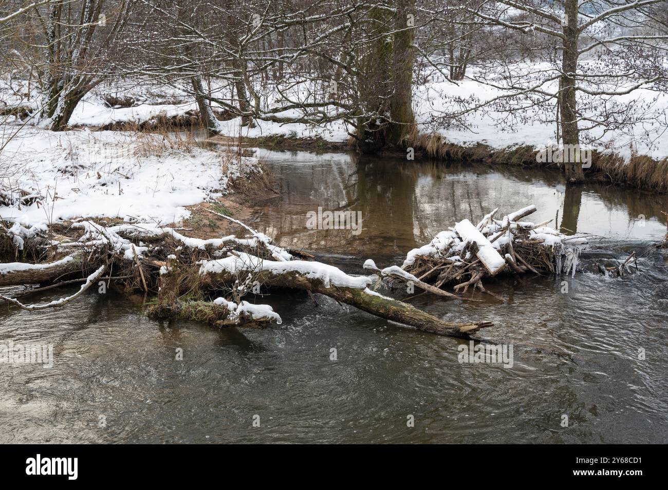 Little Dam built by beavers, damming a small body of water with wood ...