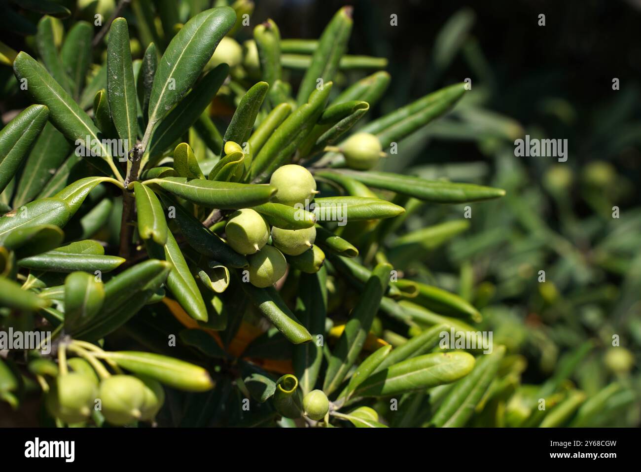 Pittosporum evergreen plant as hedge plant Stock Photo - Alamy