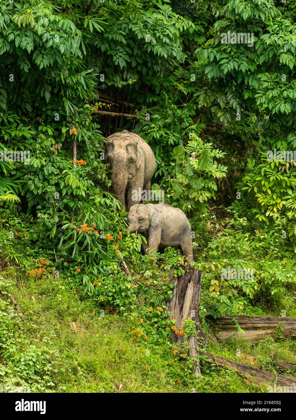 Elehpahts in the middle of the Jungle Stock Photo - Alamy