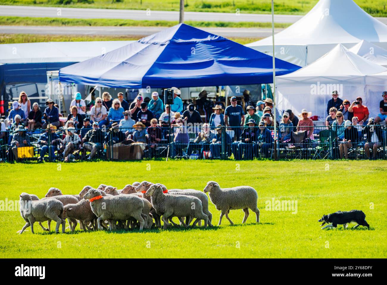 Border Collie herding sheep at the Meeker Classic Sheepdog Championship ...