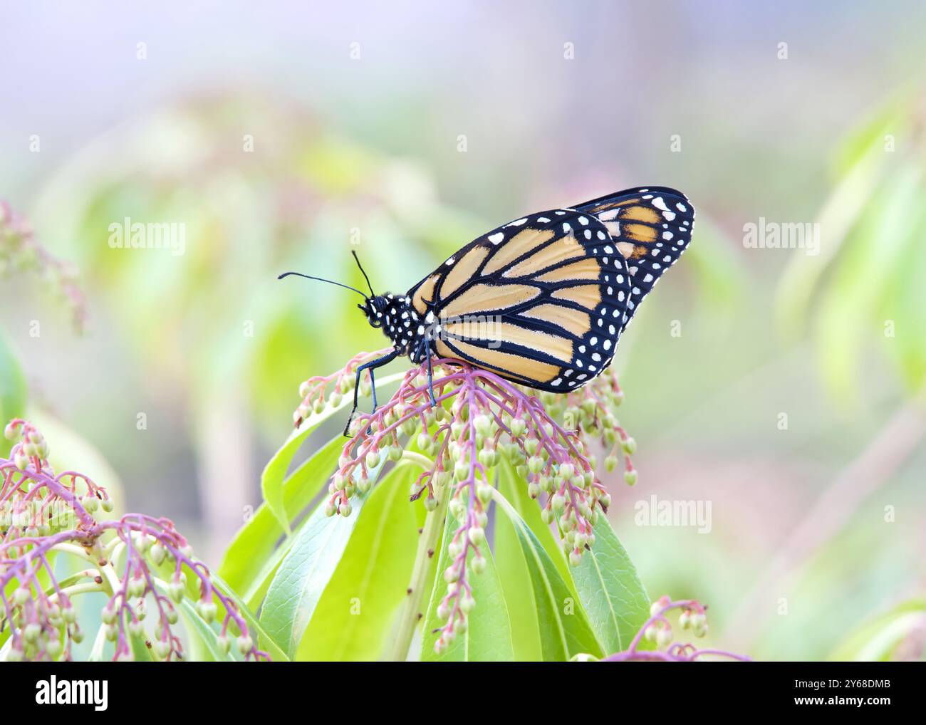 Profile view of one monarch butterfly on budding passion party pink ...