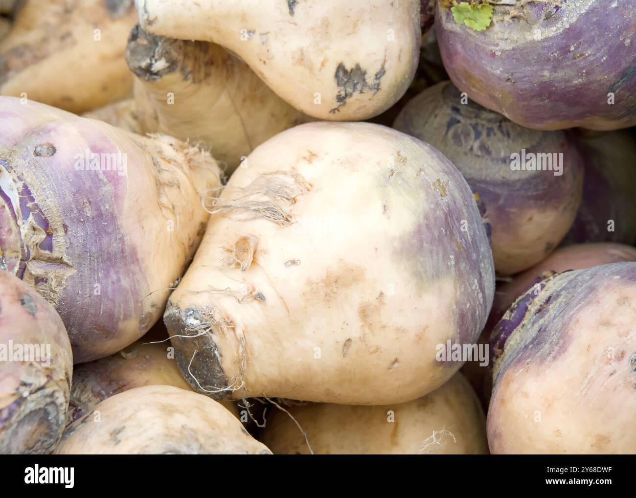 Close up on pile of Rutabagas on display at Farmer's Market. Rutabaga ...